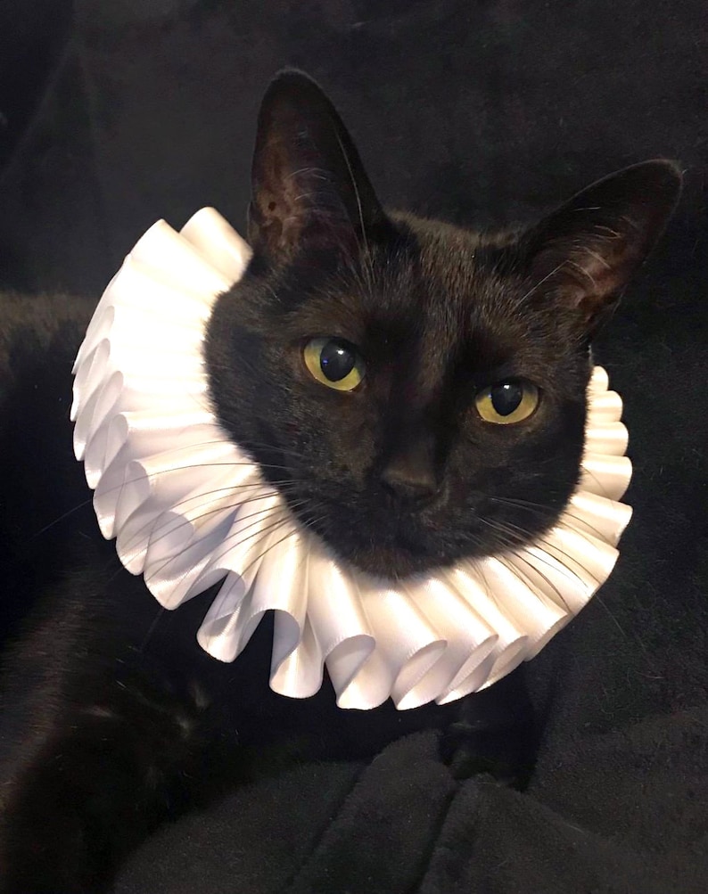 Cat Pet Dog Costume White Ruffled Collar Neck Ruff Victorian | Etsy