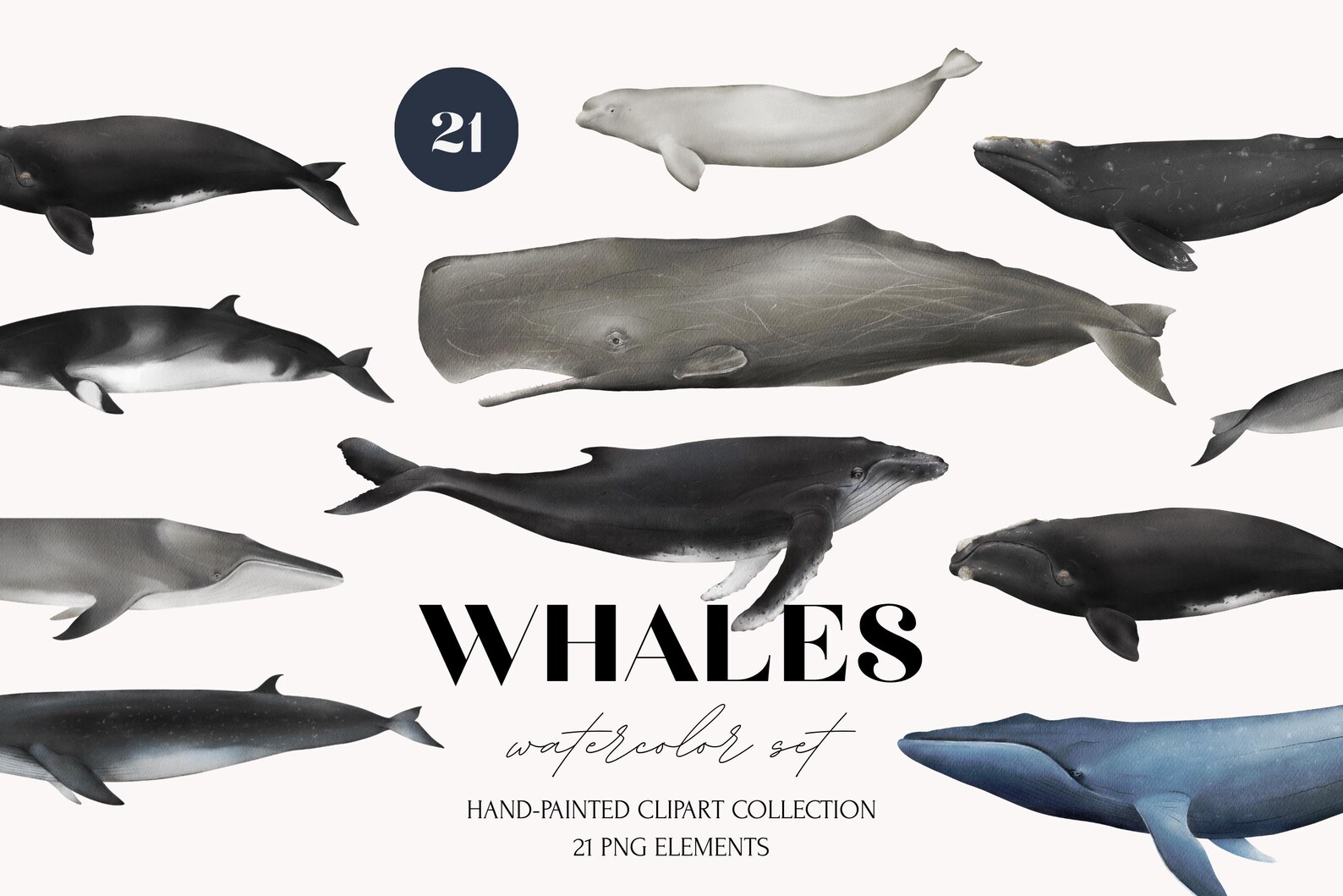 Watercolor Whale Clipart PNG - Ocean Animals Illustrations (digital ...