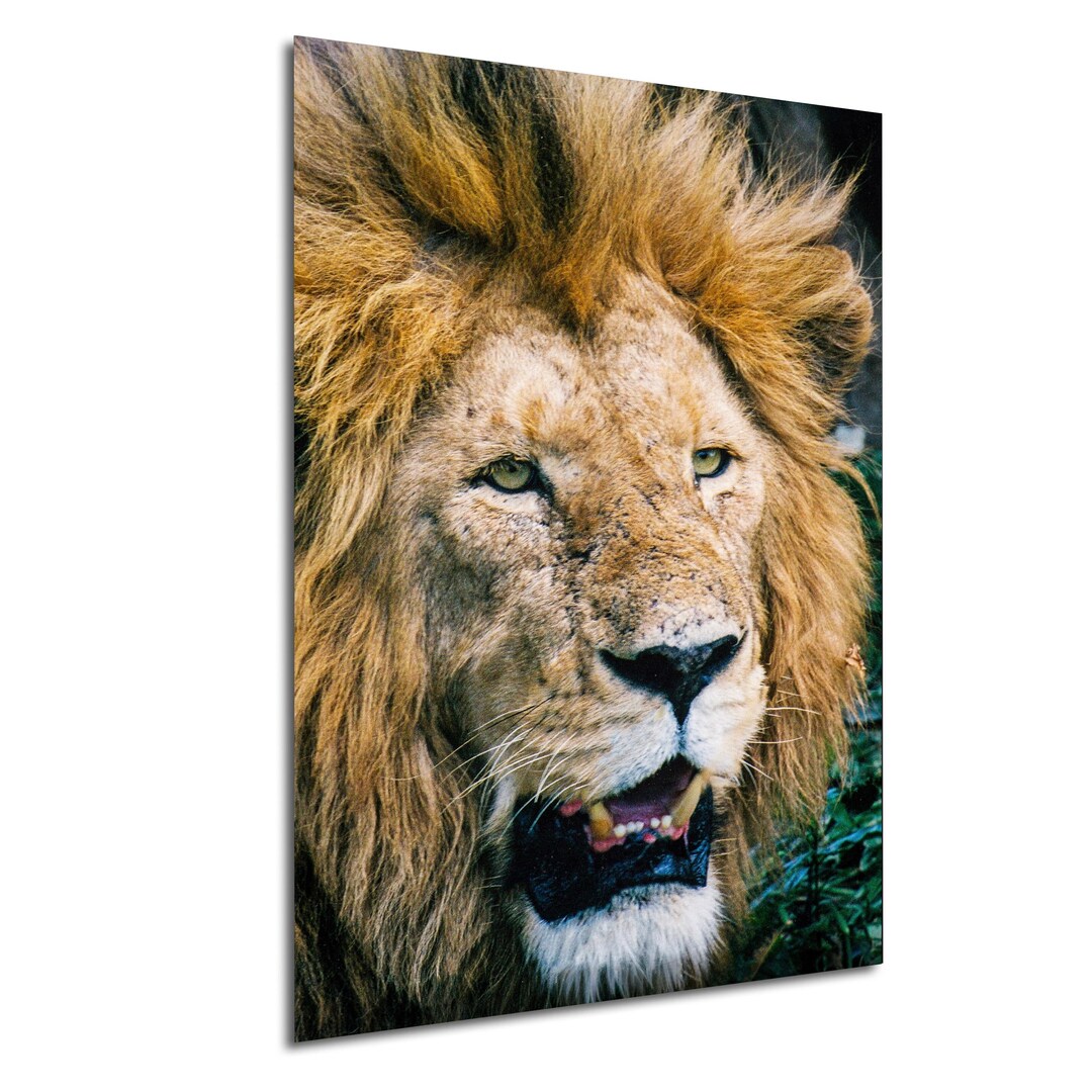 Elderly Lion Portrait: Award Winning Kenya Wildlife Photography Print ...