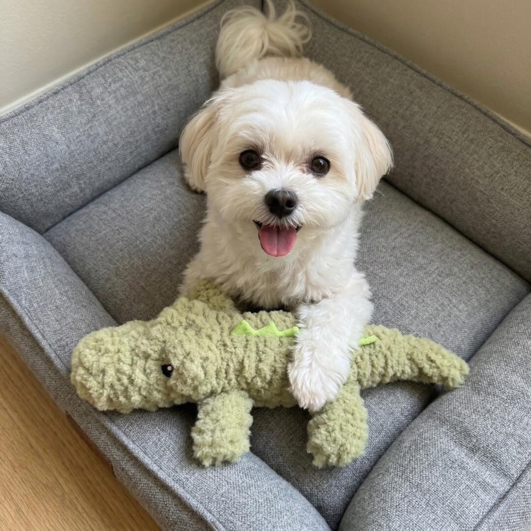 Fuzzy Crocodile Dog Toy With Squeaker - Green Alligator Plush - Puppy ...
