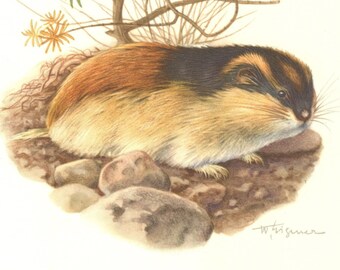 Lemming Art Print - Etsy
