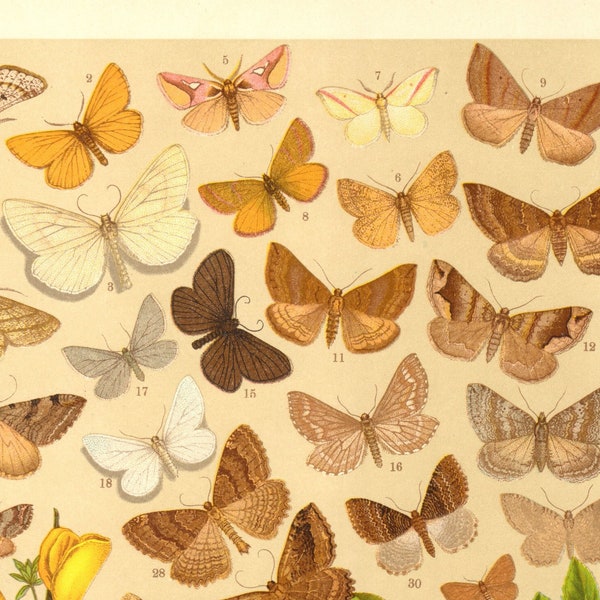 Entomology Print - Etsy