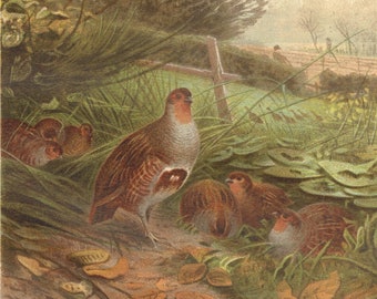 Partridge Bird Art - Etsy