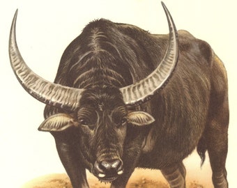 Asian Water Buffalo Drawing