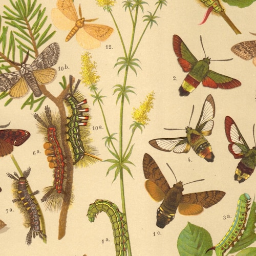 Sphingidae Hawk Moths Moth Illustration Moth Print | Etsy UK