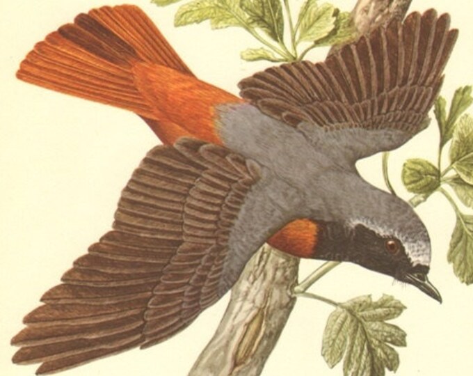 1953 COMMON REDSTART Vintage Lithograph, BIRDS, Bird Art Print ...