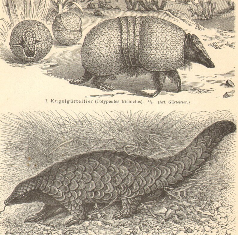 1897 TOOTHLESS MAMMALS Vintage Print Zoology Brazilian - Etsy