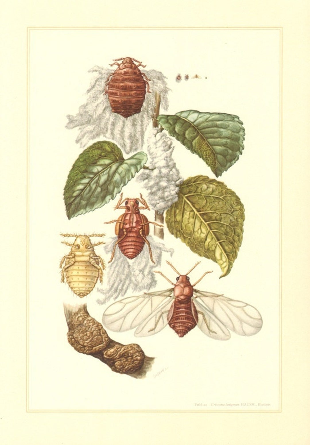 Aphids On Plants Drawing