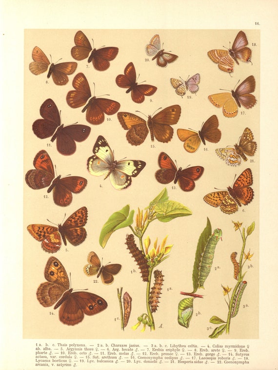 1910 BRUSH-FOOTED BUTTERFLIES Antique Lithograph Insect Art - Etsy