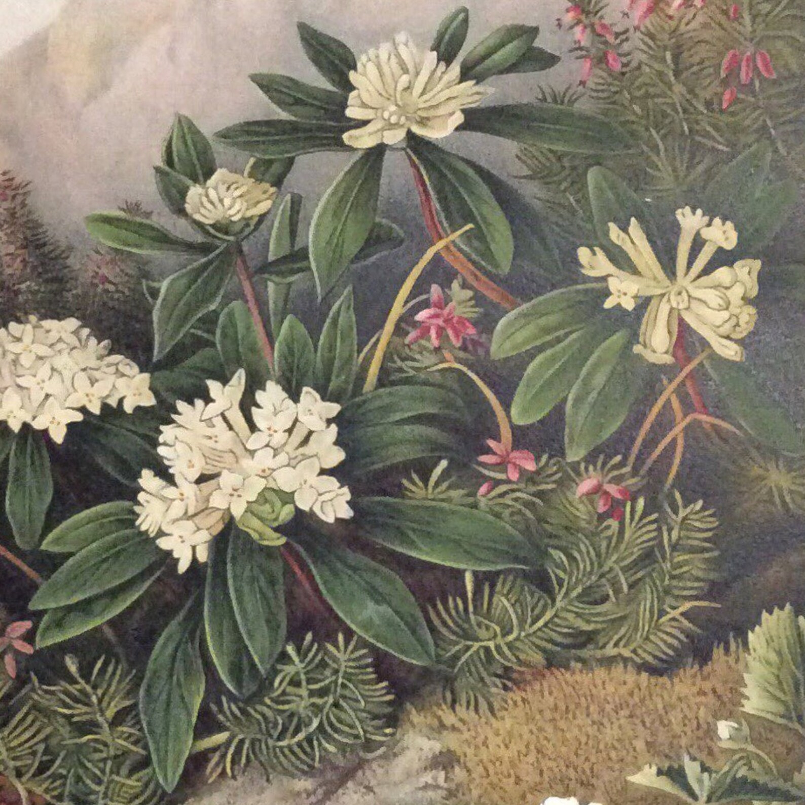 1890 ALPINE FLOWERS Antique Lithograph Botany Botanical Art - Etsy