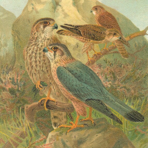 Art & Collectibles Prints Lithographs MERLIN PIGEON HAWK Vintage ...