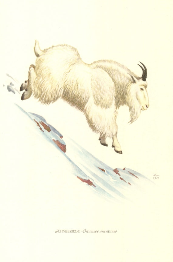 Zoology Art Print Natural History Capra aegagrus 1958 WILD GOAT Vintage ...