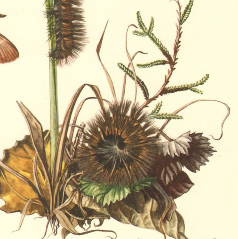 1955 FOX MOTH Vintage Lithograph Insects Insect Art Print - Etsy