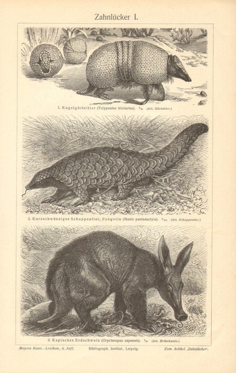 1897 TOOTHLESS MAMMALS Vintage Print Zoology Brazilian - Etsy