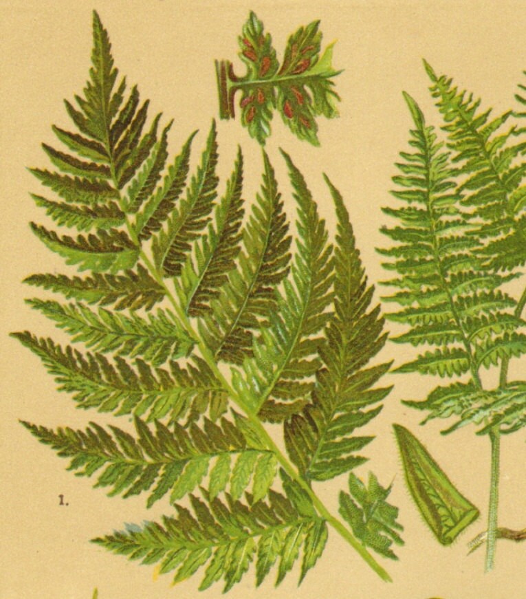 Prints Art & Collectibles Hart's-tongue Fern Botanical Art Print ...