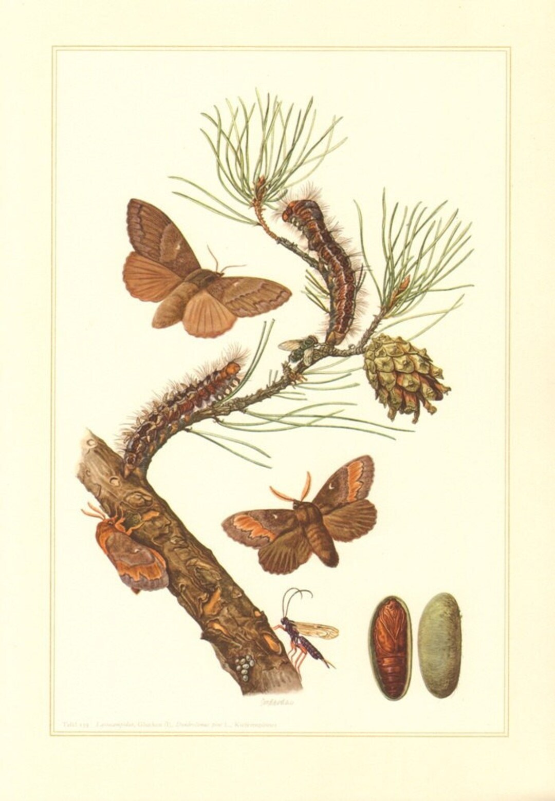 1956 PINE-TREE LAPPET Vintage Lithograph Insects Insect Art - Etsy