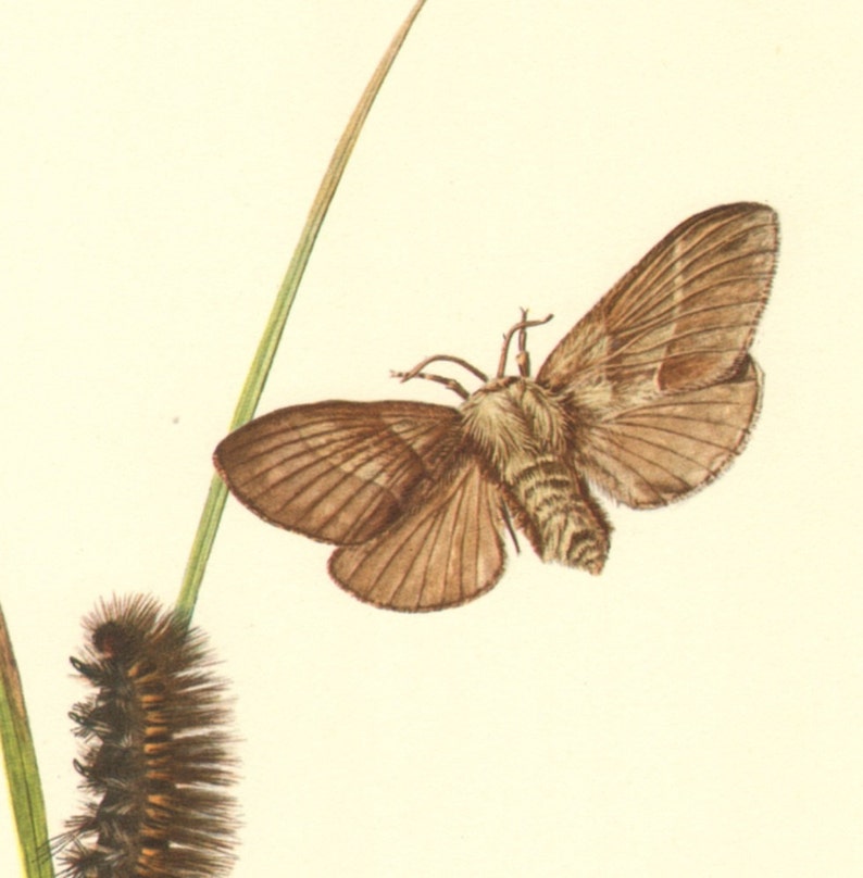1955 FOX MOTH Vintage Lithograph Insects Insect Art Print - Etsy