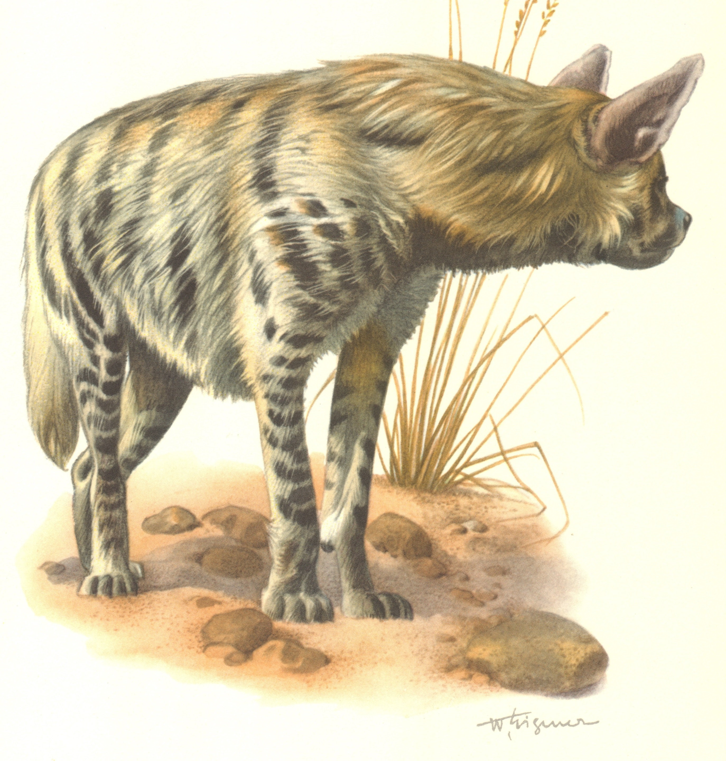 Striped Hyena Drawing