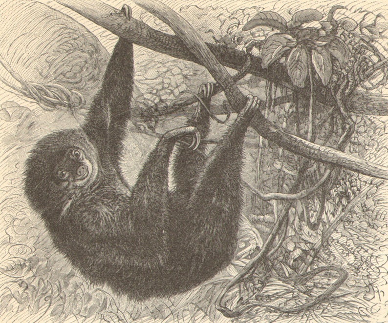 1897 TOOTHLESS MAMMALS Vintage Print Zoology Brazilian - Etsy