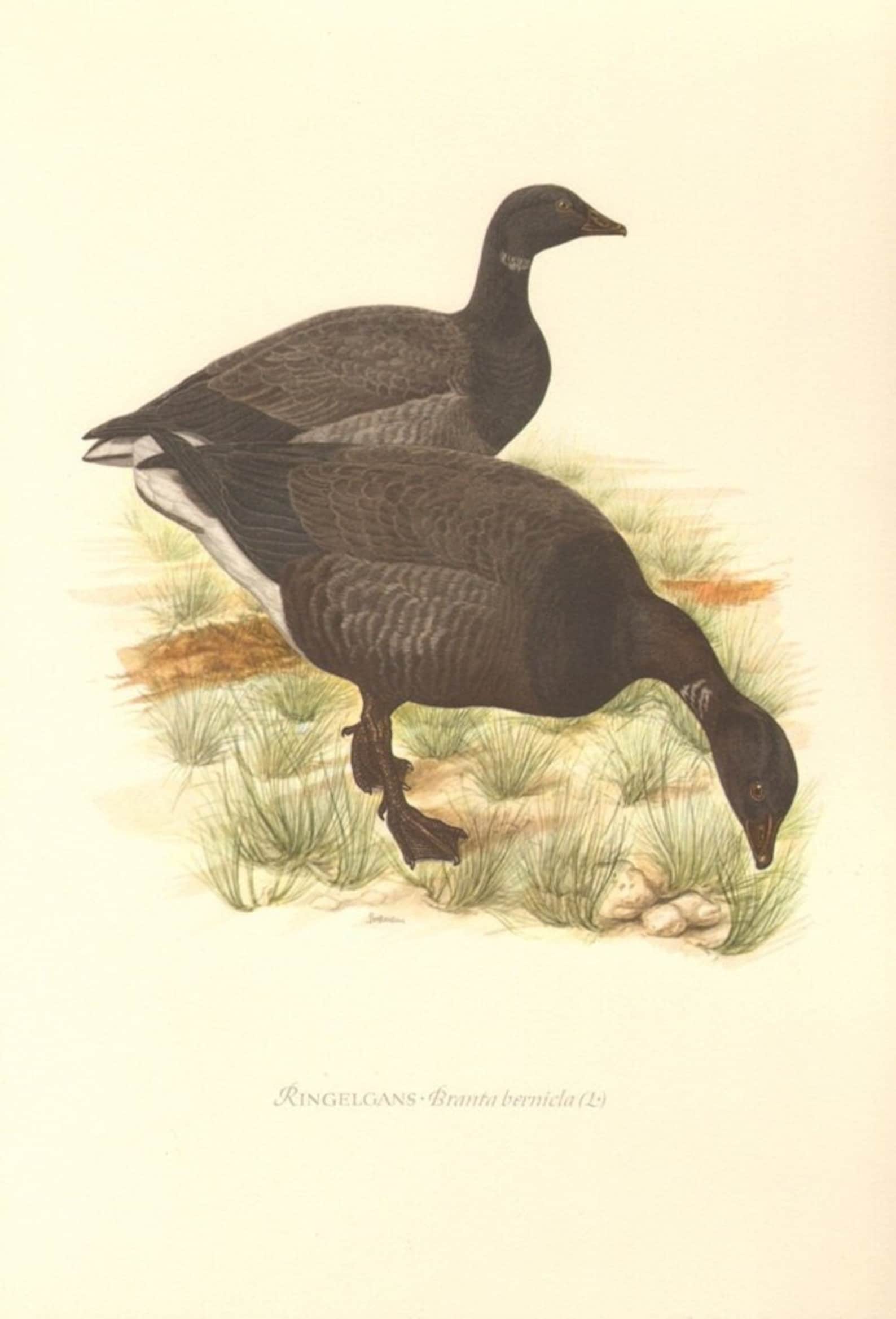 1953 BRANT or BRENT GOOSE Vintage Lithograph Birds Bird Art - Etsy