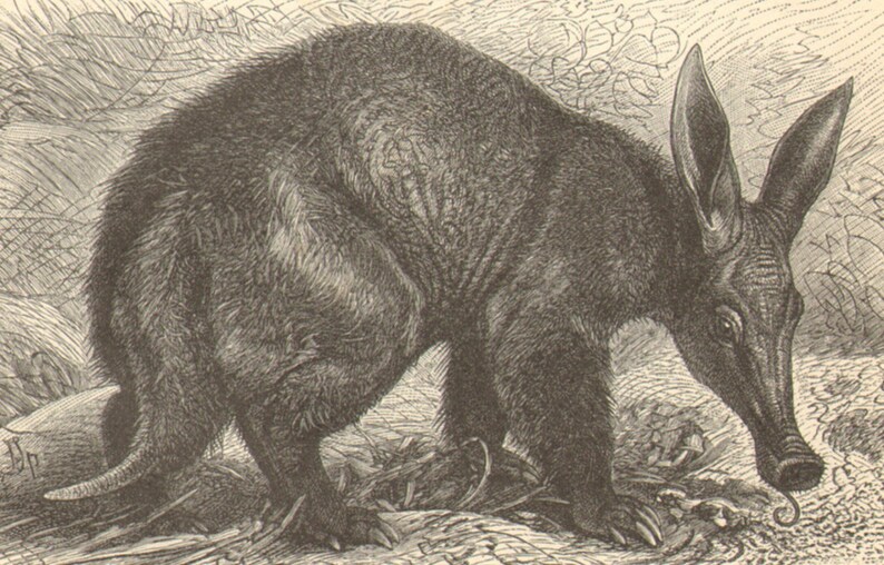 1897 TOOTHLESS MAMMALS Vintage Print Zoology Brazilian - Etsy