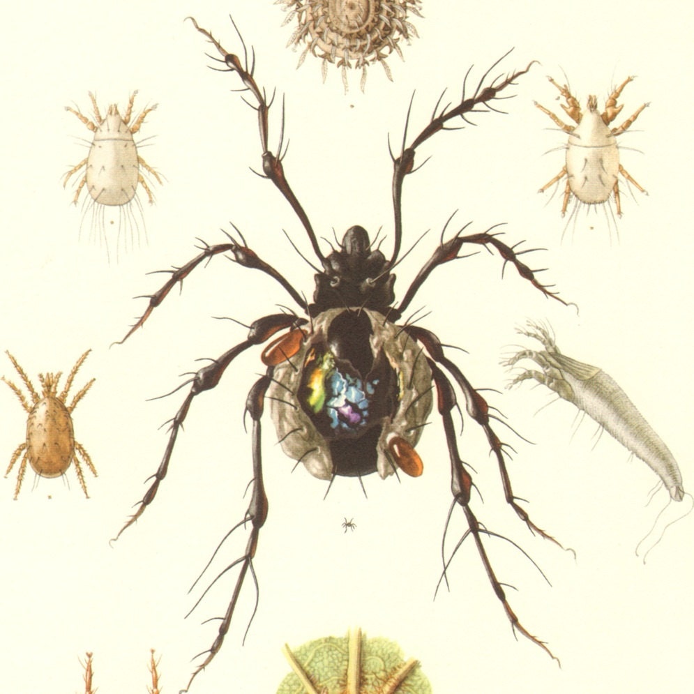 Prints Lithographs Flour Mite Cheese Mite 1957 MITES European Red Mite ...