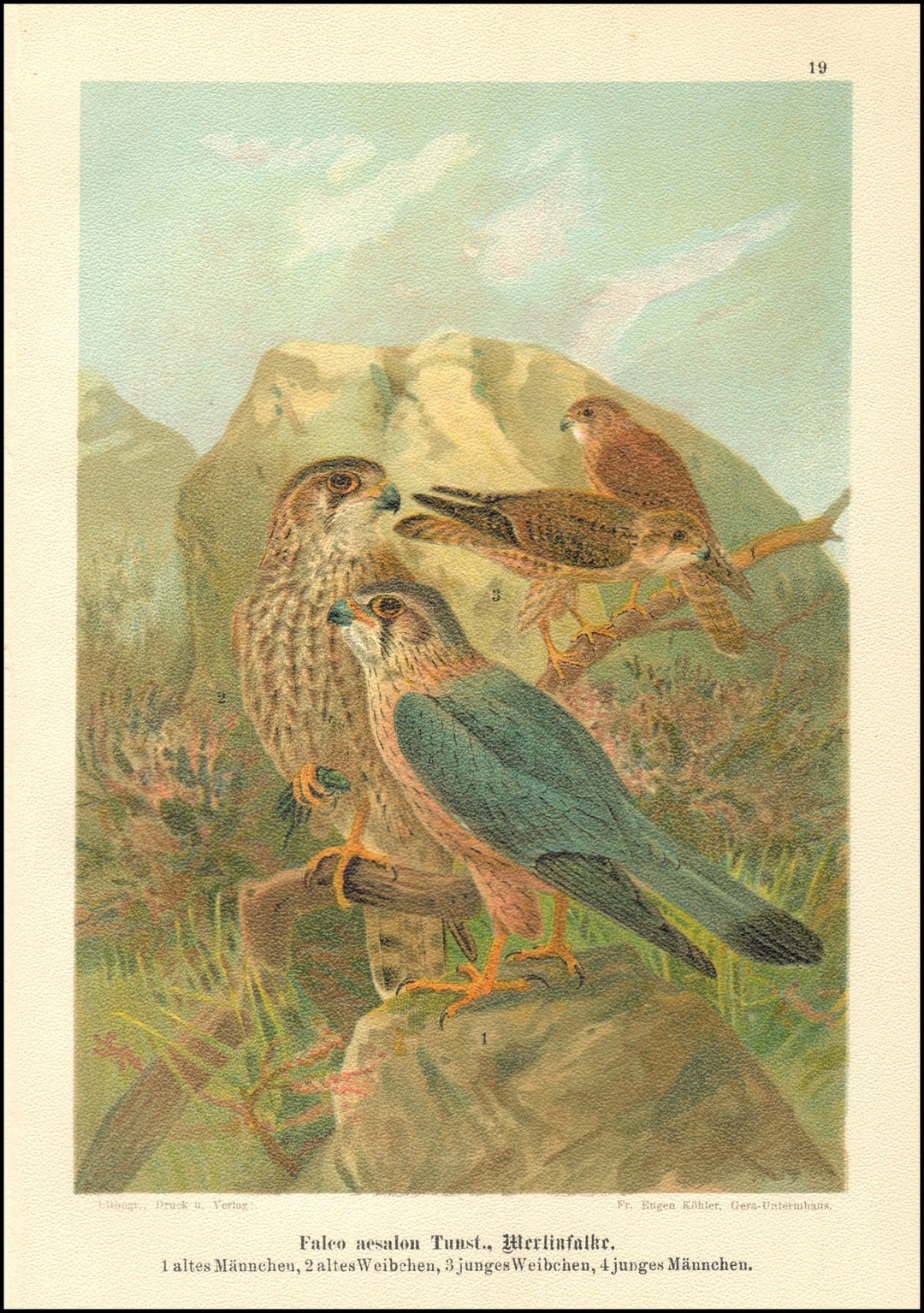 1903 MERLIN or PIGEON HAWK Antique Lithograph Bird Art Print - Etsy