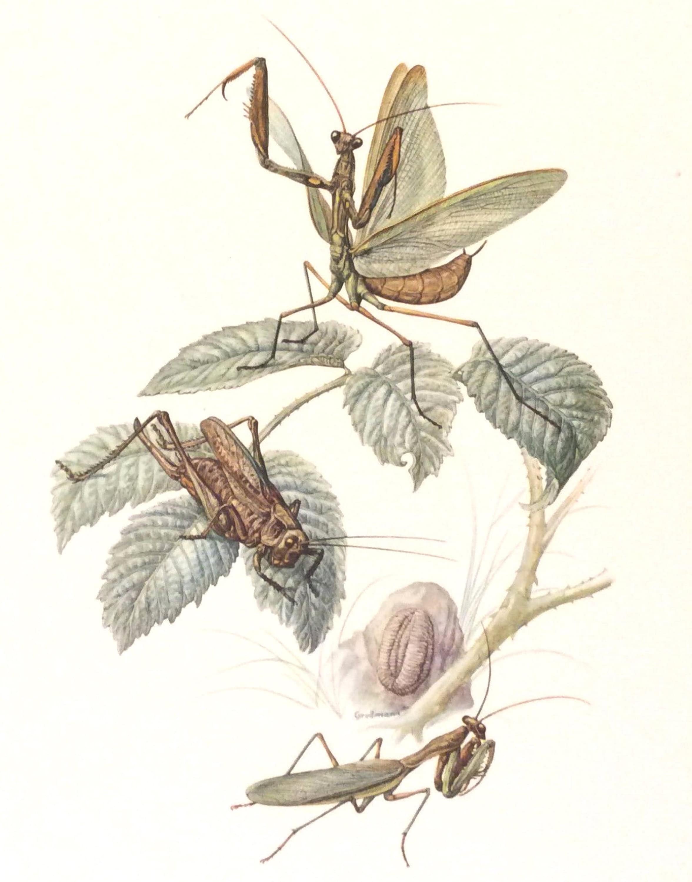 Art & Collectibles Insect Art Print Mantis religiosa 1956 EUROPEAN ...