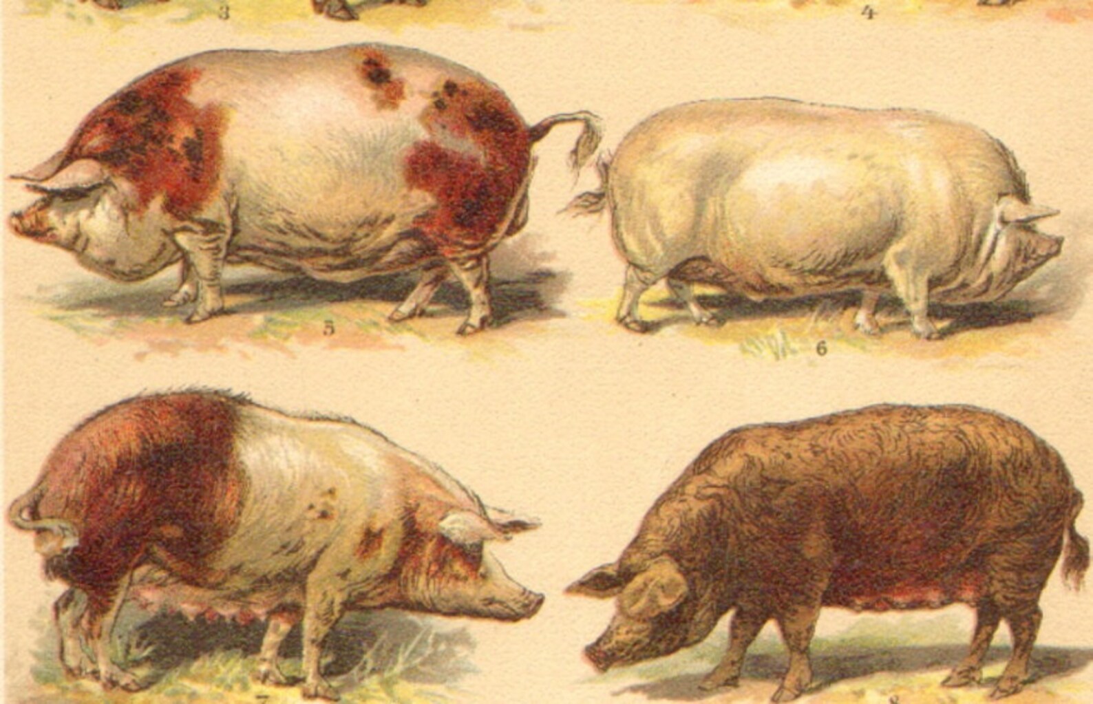 1901 PIG BREEDS Antique Lithograph Domestic Pigs Zoology Art | Etsy