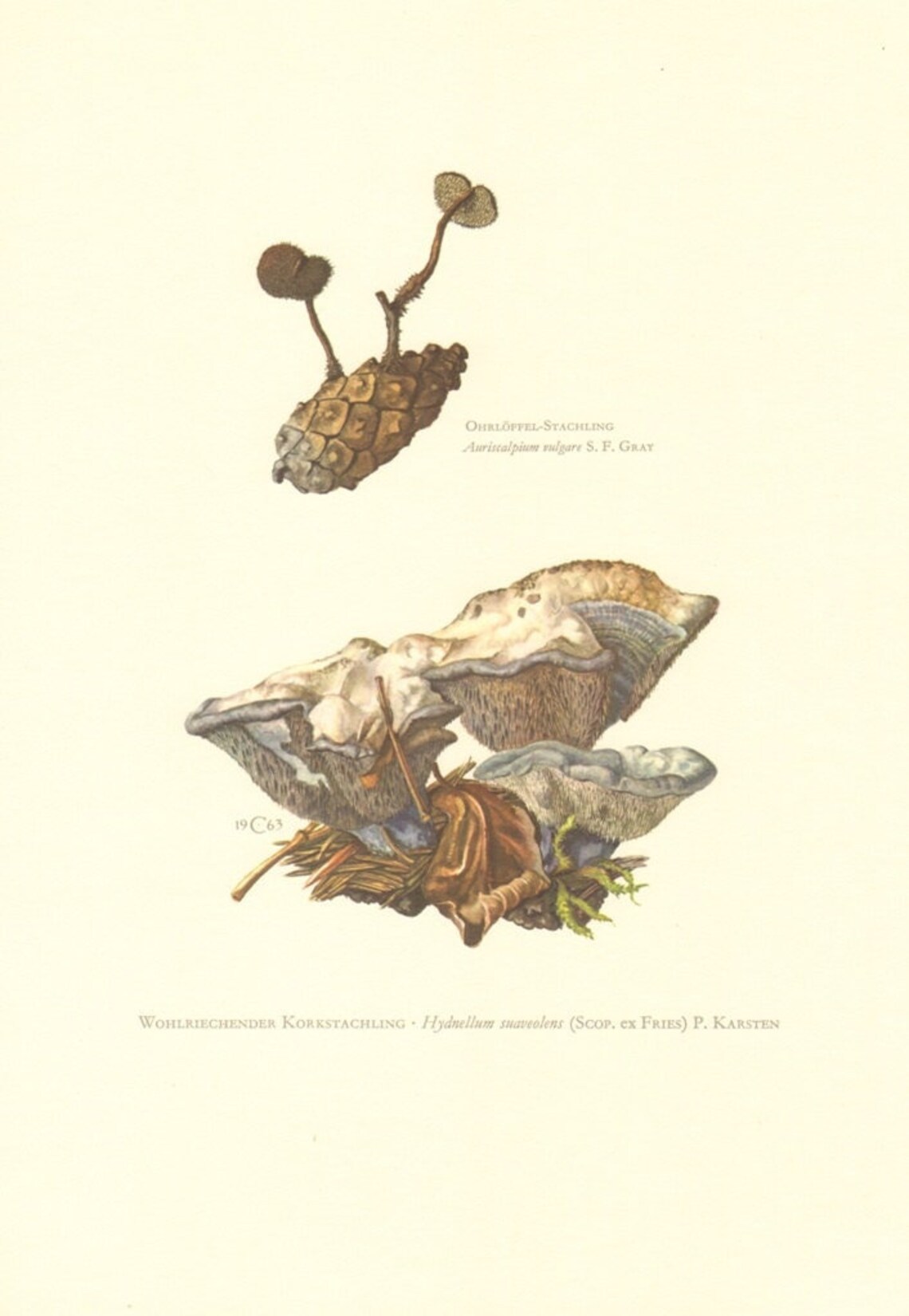 1963 TOOTH FUNGI Vintage Lithograph MUSHROOMS Mycology - Etsy