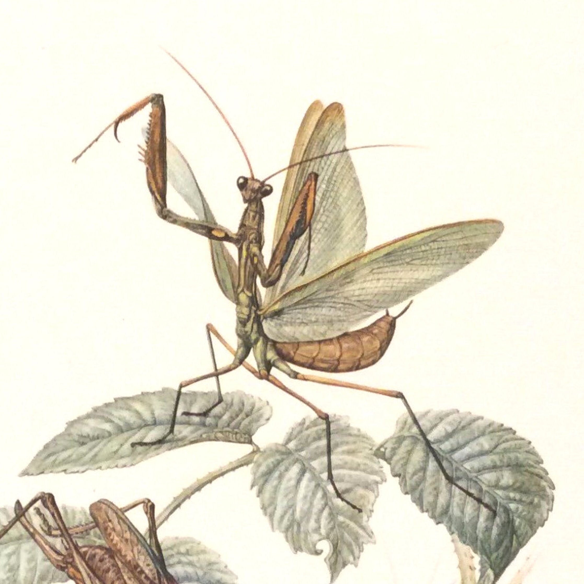 Art & Collectibles Insect Art Print Mantis religiosa 1956 EUROPEAN ...