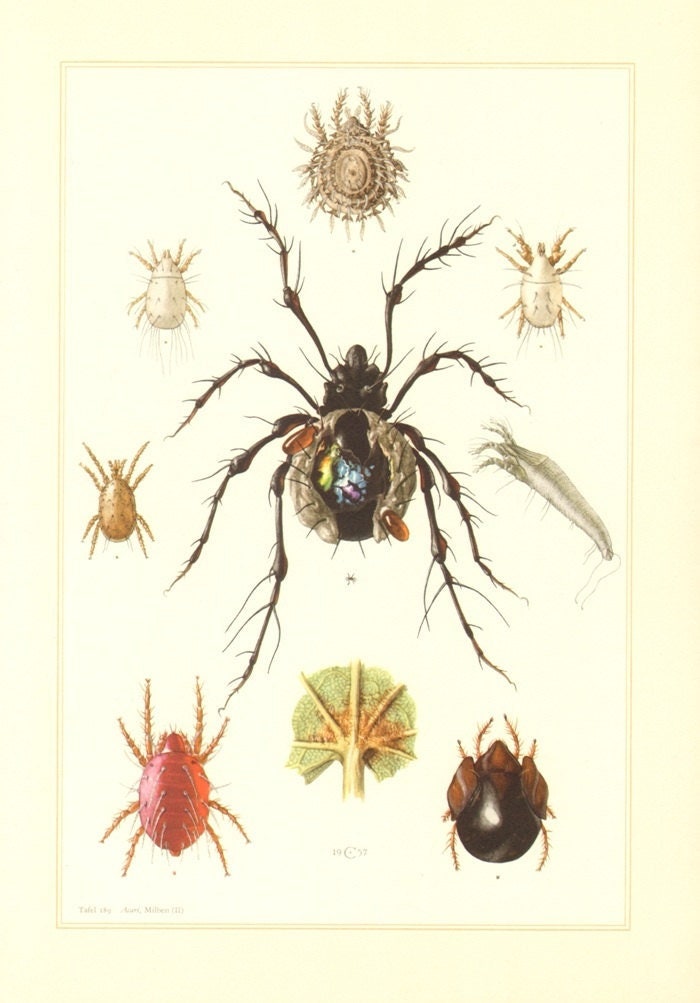 Prints Lithographs Flour Mite Cheese Mite 1957 MITES European Red Mite ...