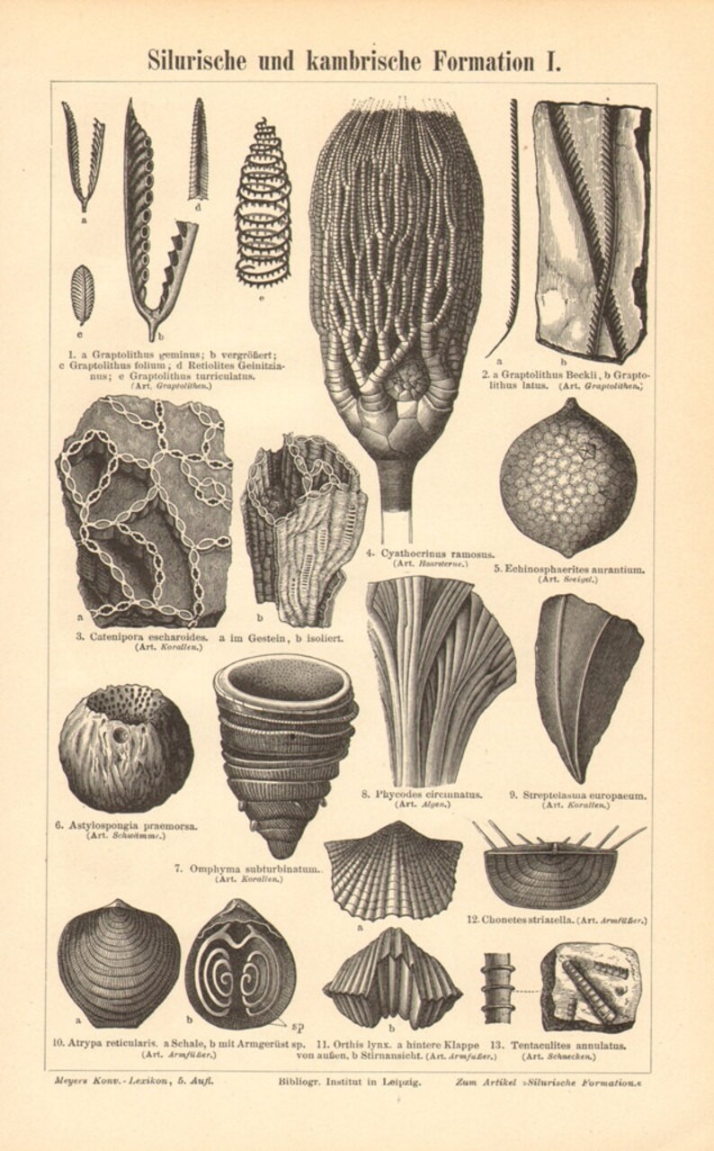 1897 Silurian and Cambrian Fossils Corals Feather Stars Sea | Etsy