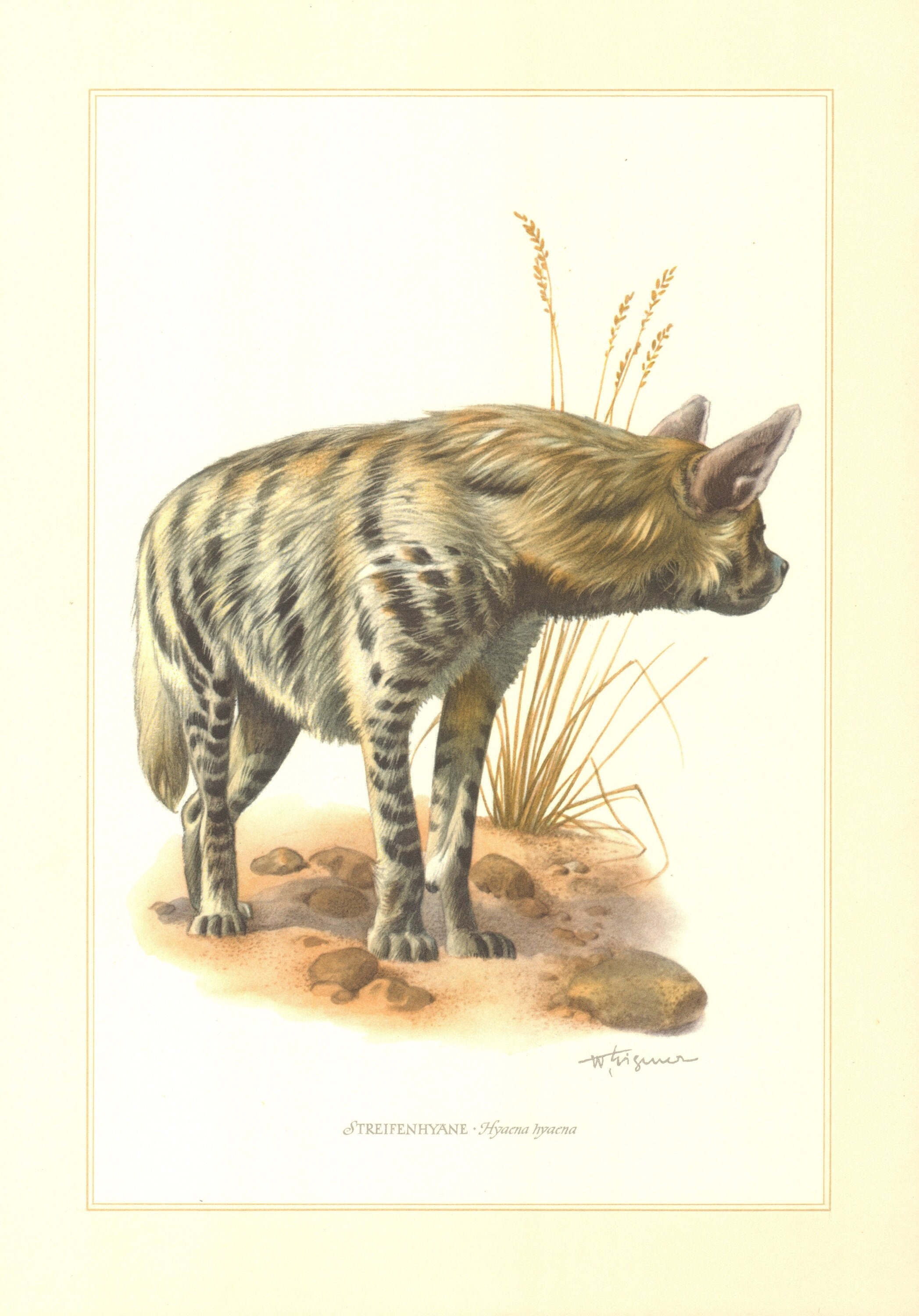 Striped Hyena As Pet