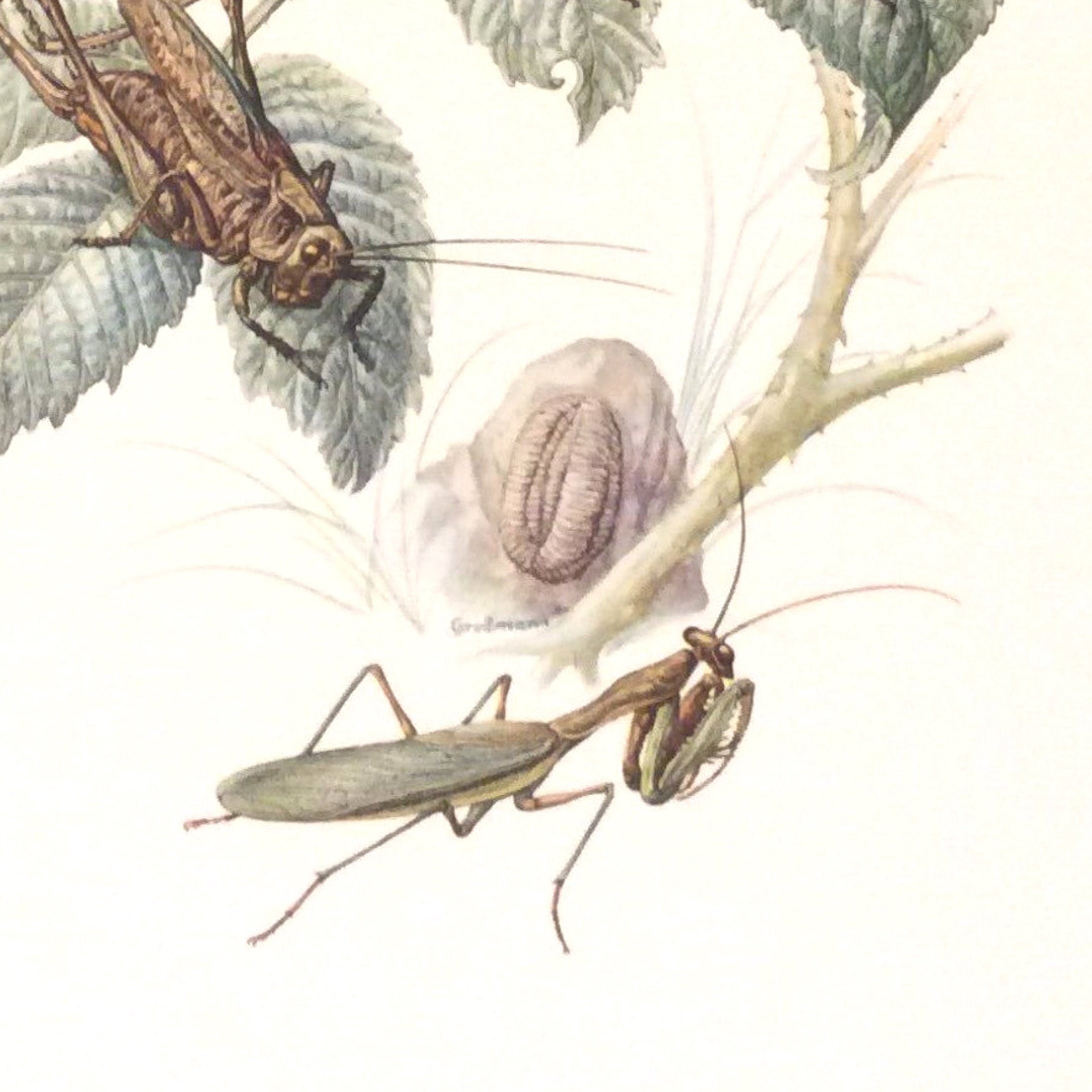 Art & Collectibles Insect Art Print Mantis religiosa 1956 EUROPEAN ...