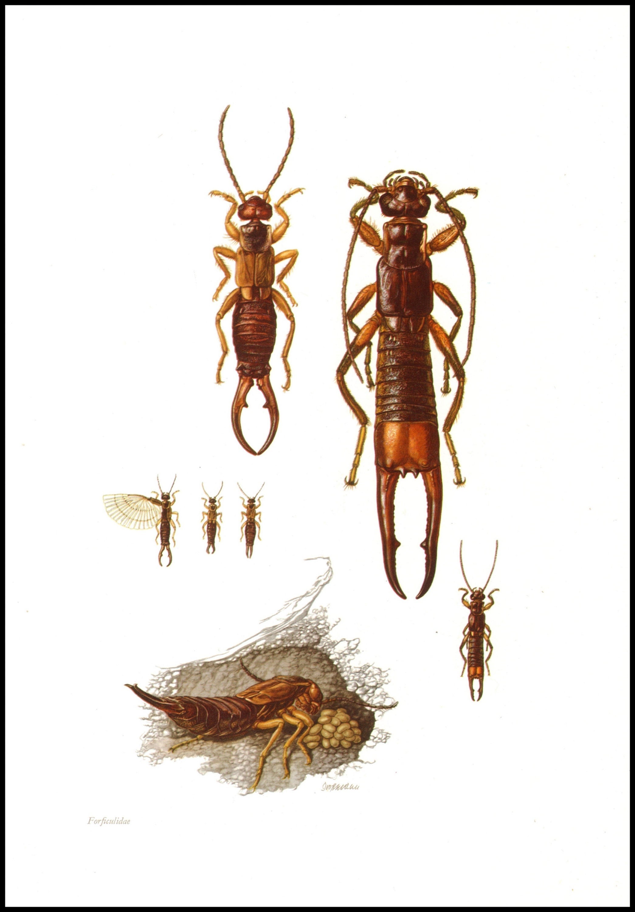 Soldier Termite Vs Earwig