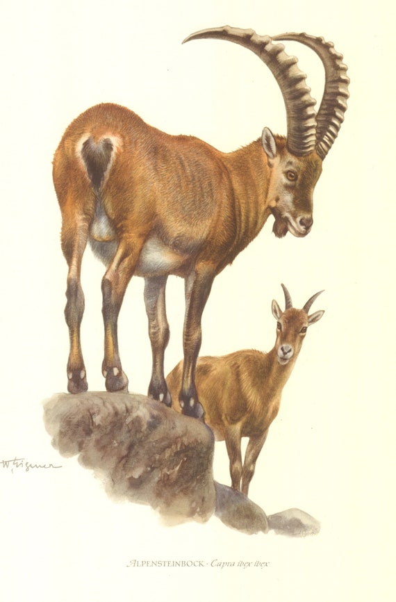 Zoology Art Print Natural History Capra aegagrus 1958 WILD GOAT Vintage ...
