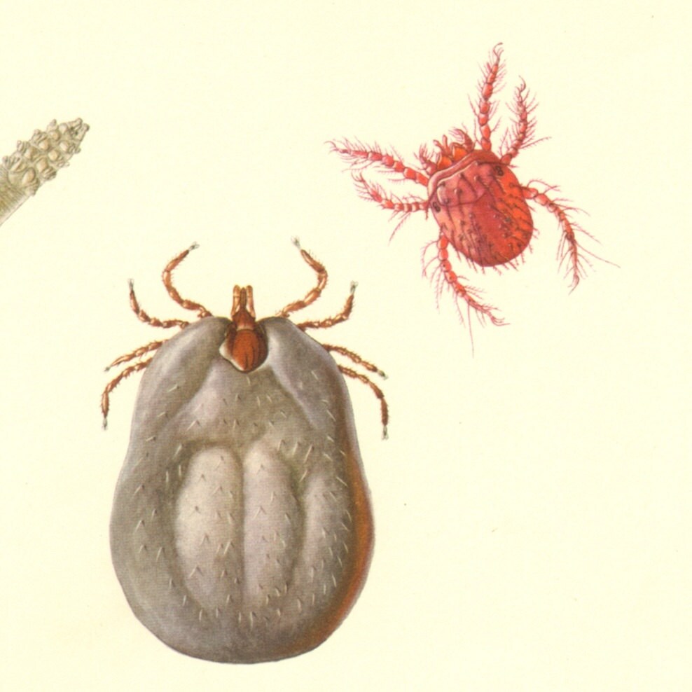 Prints Lithographs Flour Mite Cheese Mite 1957 MITES European Red Mite ...