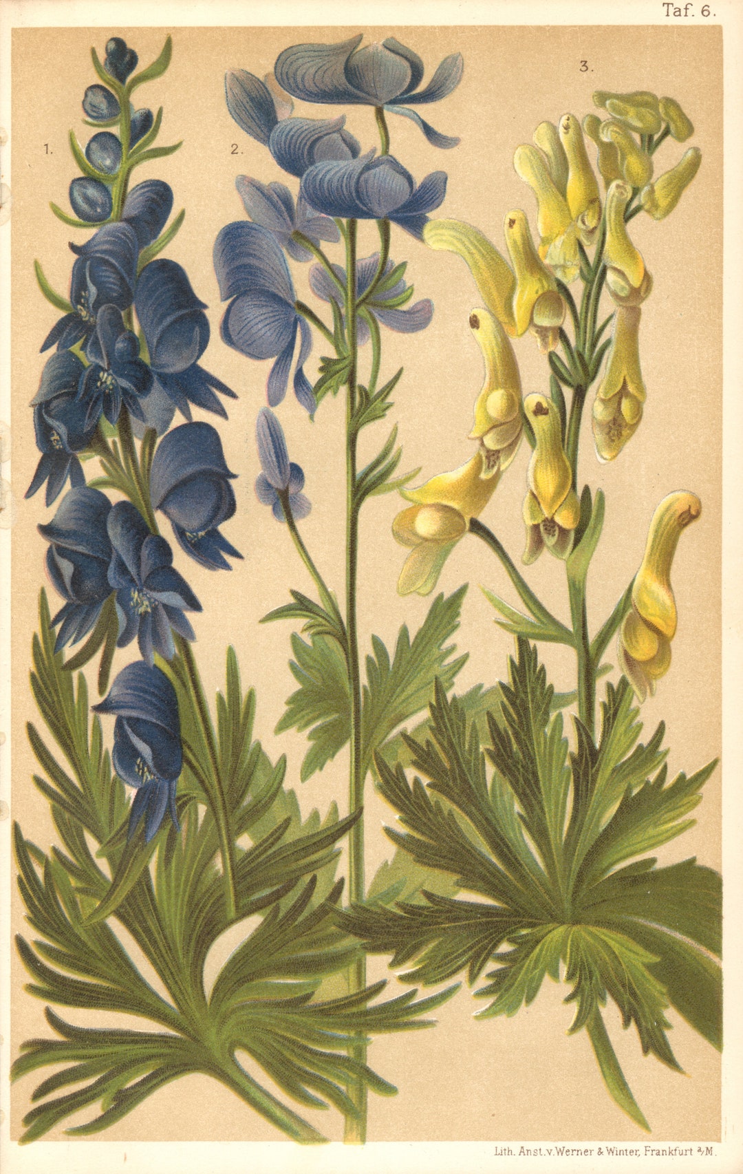 1903 ALPINE FLOWERS Antique Lithograph Botany Botanical Art - Etsy