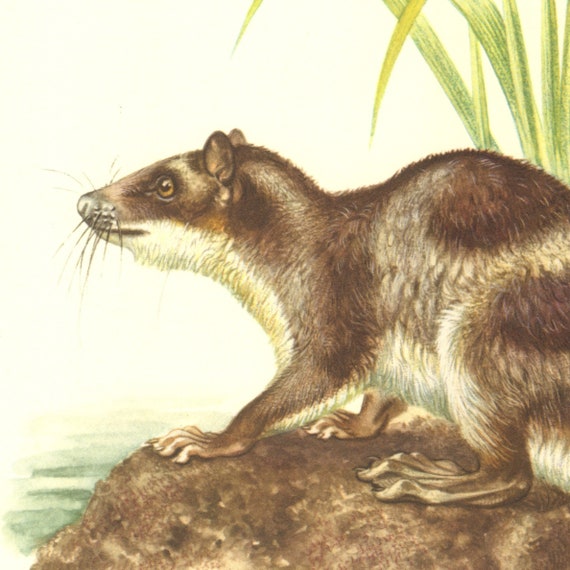 Yapok Water Opossum
