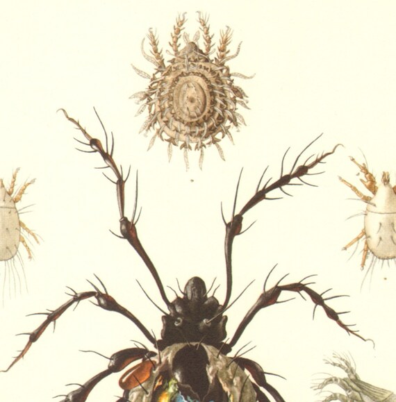 Prints Lithographs Flour Mite Cheese Mite 1957 MITES European Red Mite ...