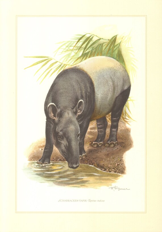 Malayan Tapir Drawing
