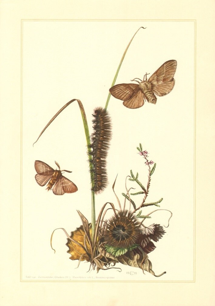 1955 FOX MOTH Vintage Lithograph Insects Insect Art Print - Etsy