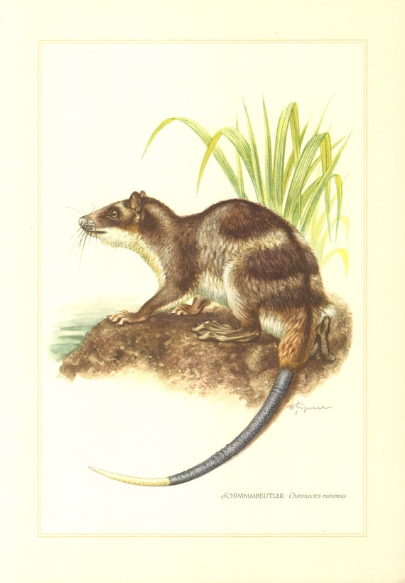 Yapok Water Opossum