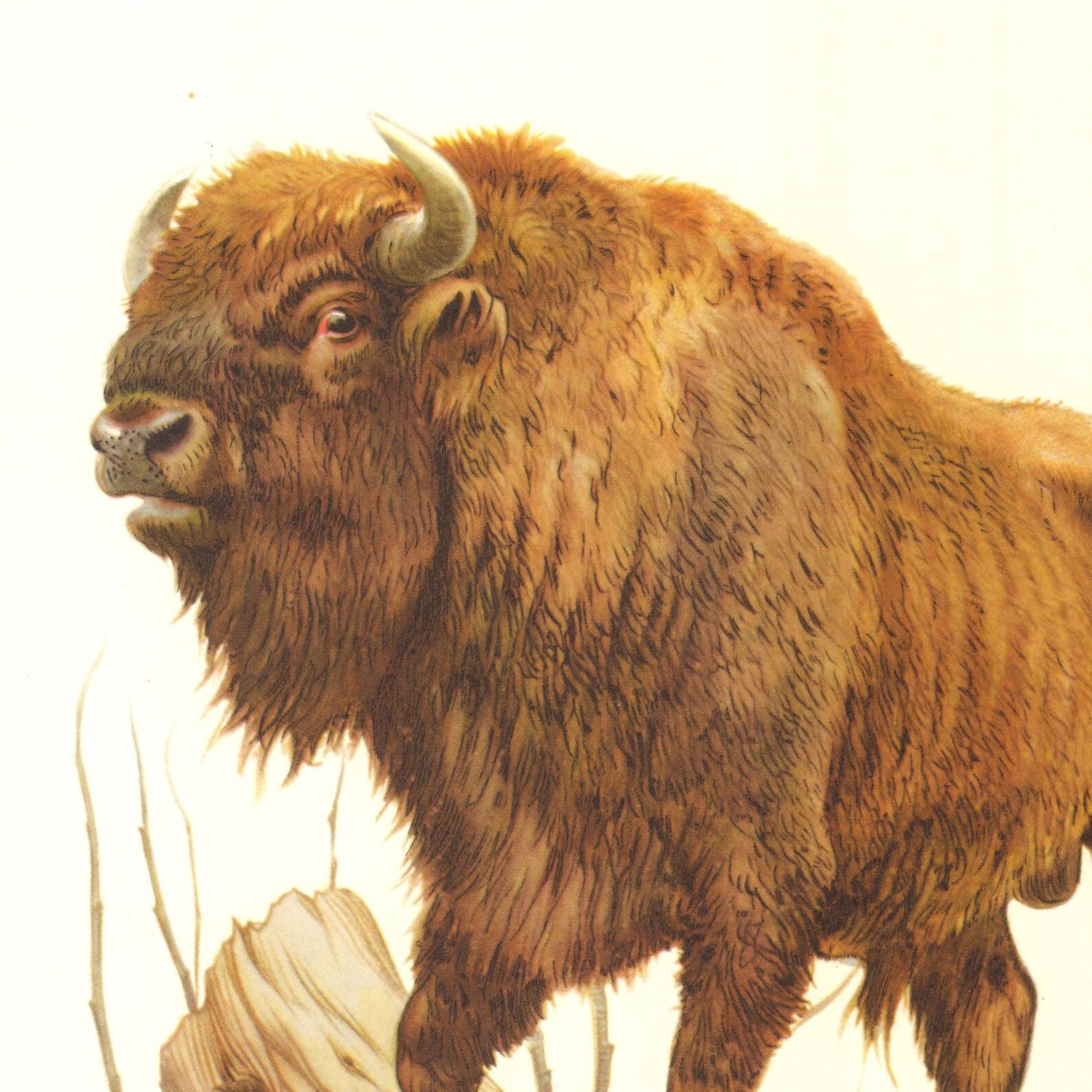 1958 European BISON Vintage Lithograph Zoology Art Print | Etsy