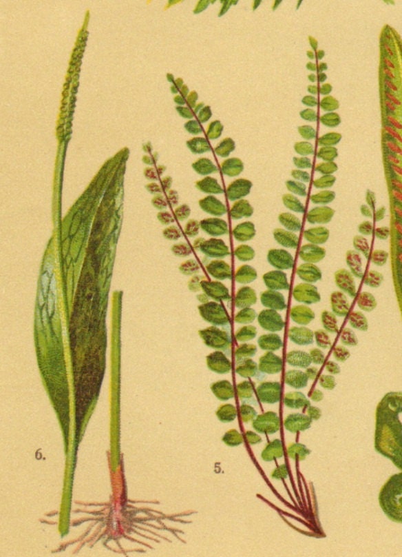 Prints Art & Collectibles Hart's-tongue Fern Botanical Art Print ...