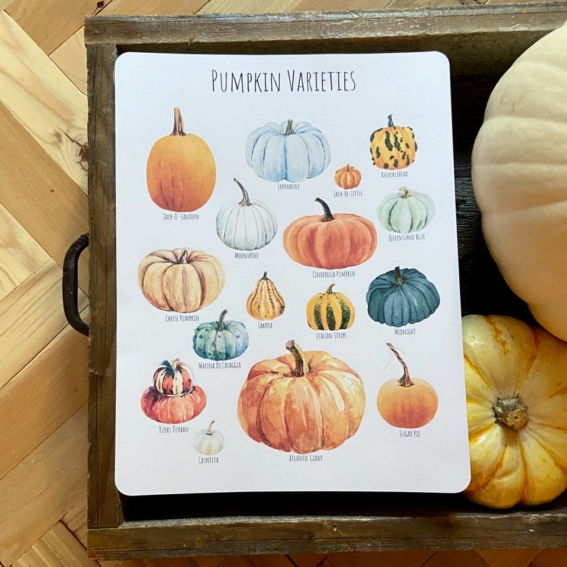 Fall Printable Pumpkin Poster Pumpkin Flashcards Halloween Printable - Etsy