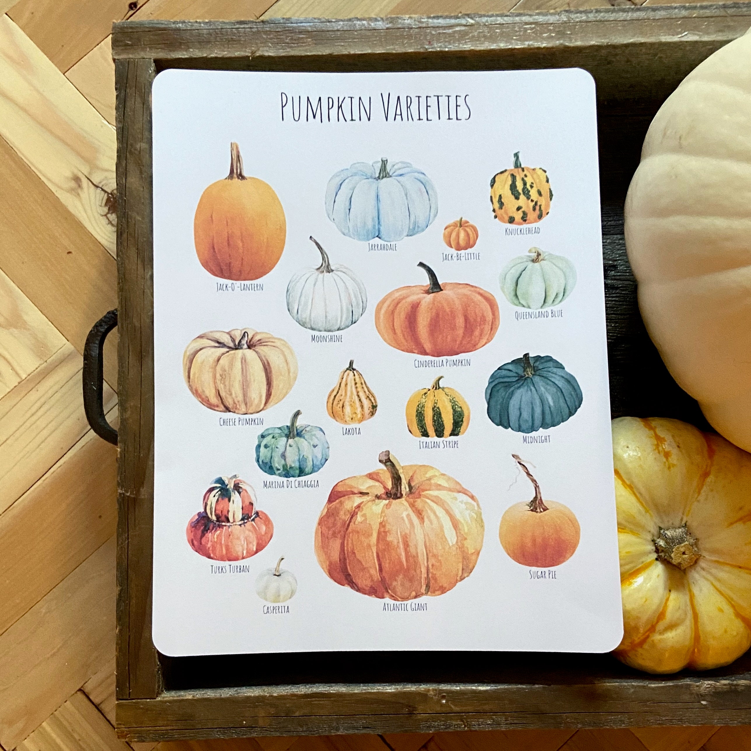 Fall Printable Pumpkin Poster Pumpkin Flashcards Halloween Printable - Etsy