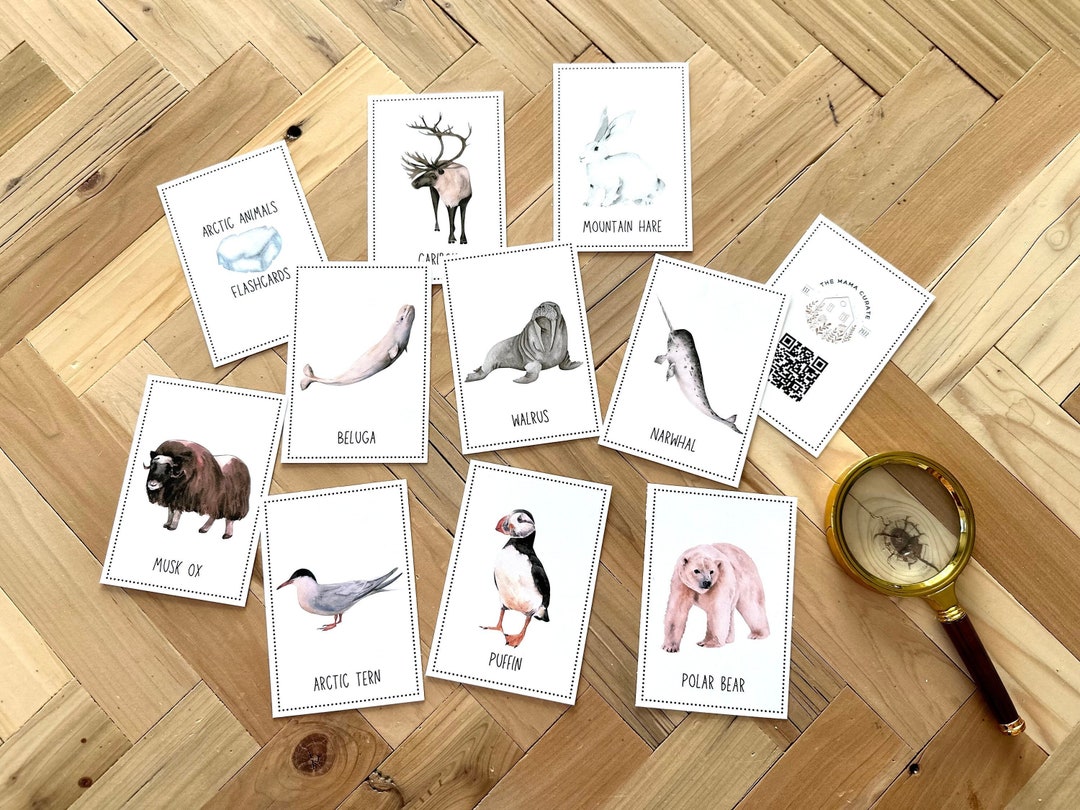 Winter Printable Arctic Animal Flashcards - Etsy