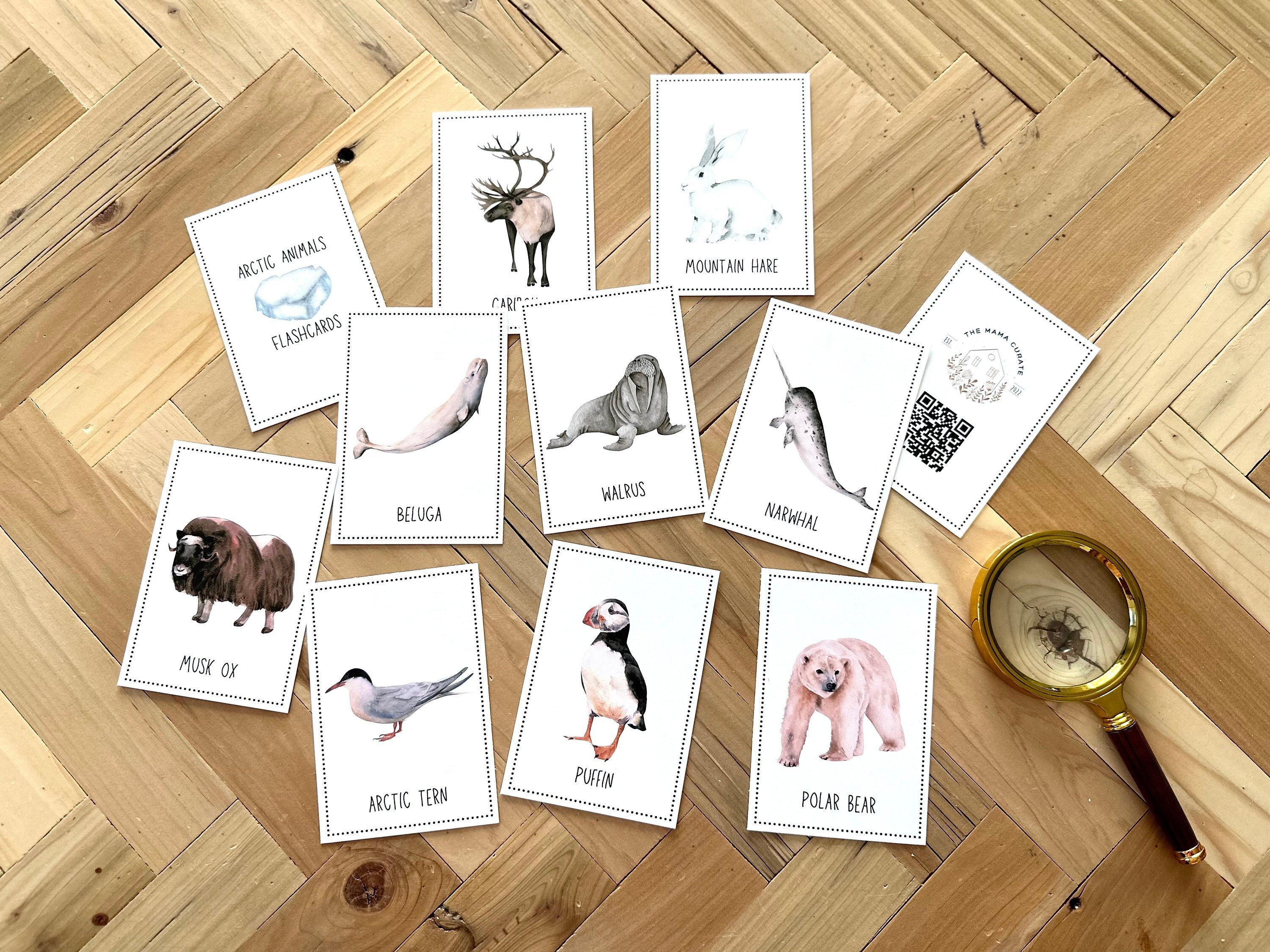Winter Printable Arctic Animal Flashcards - Etsy